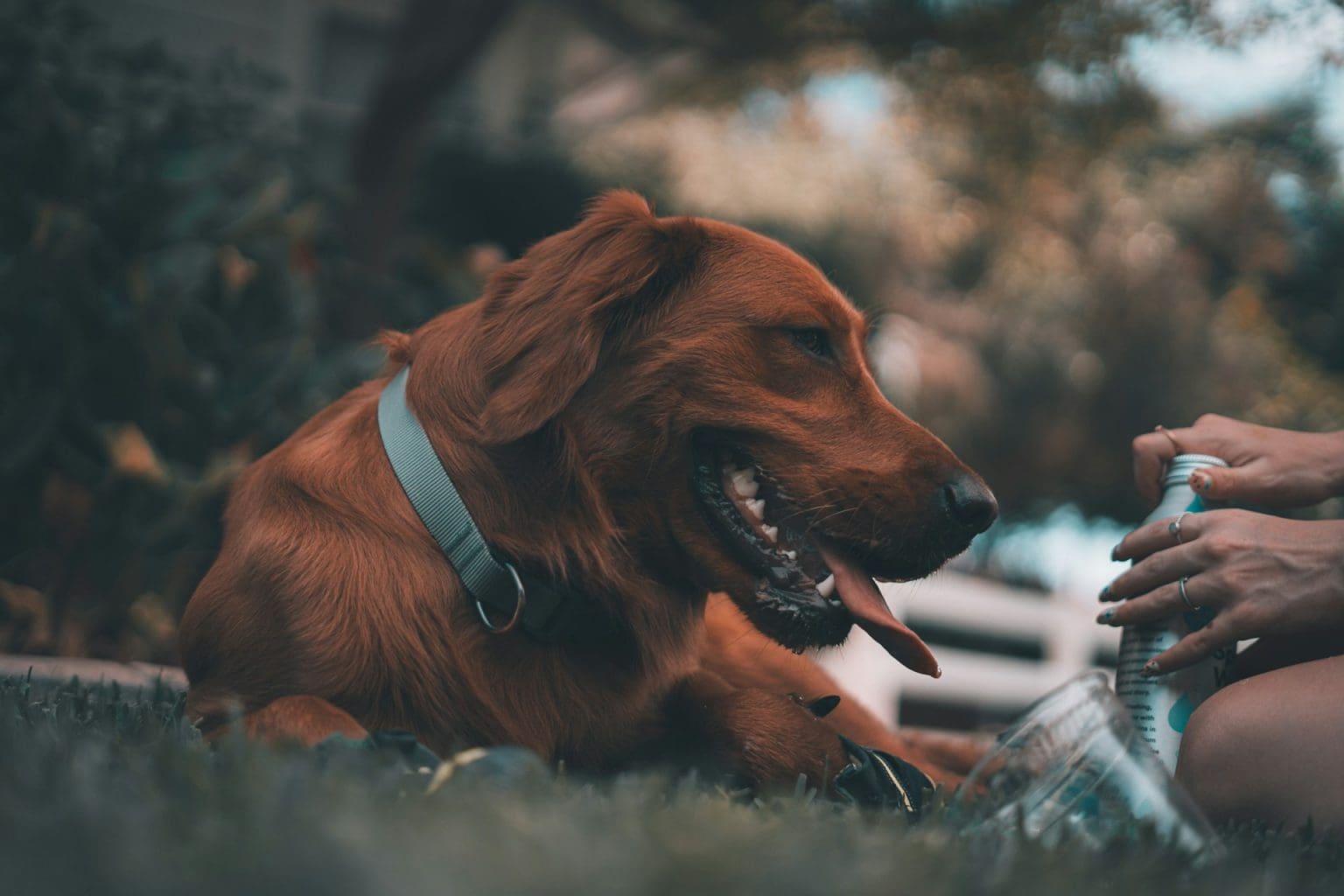 Fractured Dog Tooth Treatment